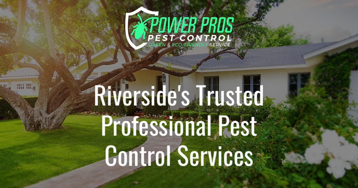 Common Pest Identification Riverside, CA | Power Pros Pest Control