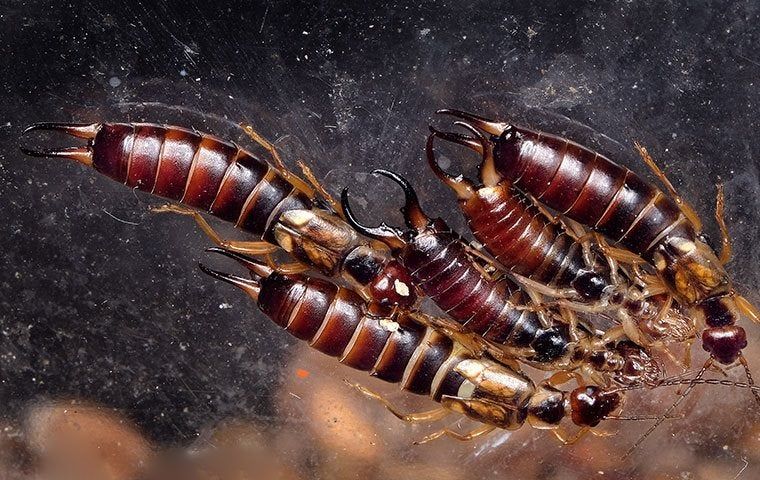 What To Do About Earwigs In Riverside County? | Power Pros Pest Control