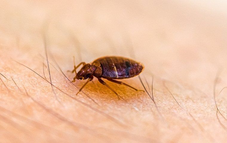 Get Rid Of Bed Bugs In Your Riverside County Home For Good! | Power ...