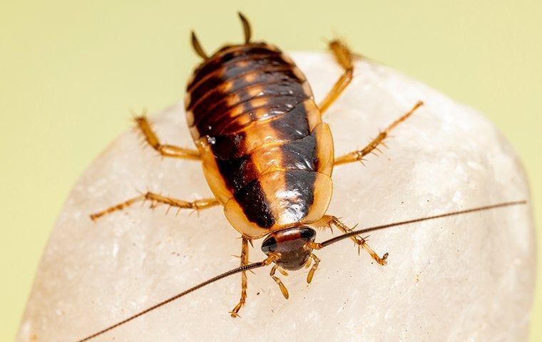 How To Prevent Cockroaches In Riverside, CA Homes | Power Pros Pest Control